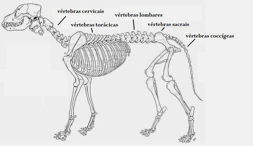 Medicina Animal : Julho 2014