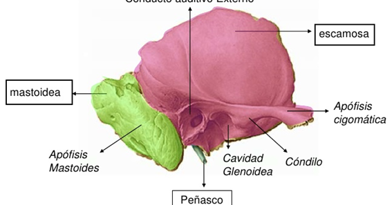 Anatomía y Neuroanatomía: Hueso Temporal. | Universidad Metropolitana ...