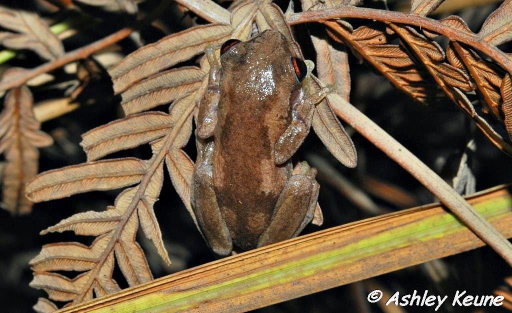 Australian Frogs Photography: KEUNEA PHOTOGRAPHY
