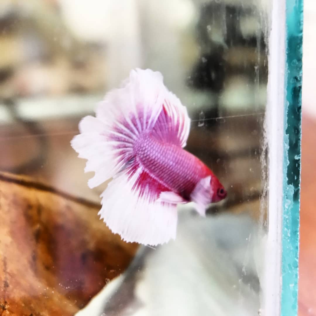 The Best Live Male Lavender Butterfly Halfmoon Tail Betta Splendens Fish