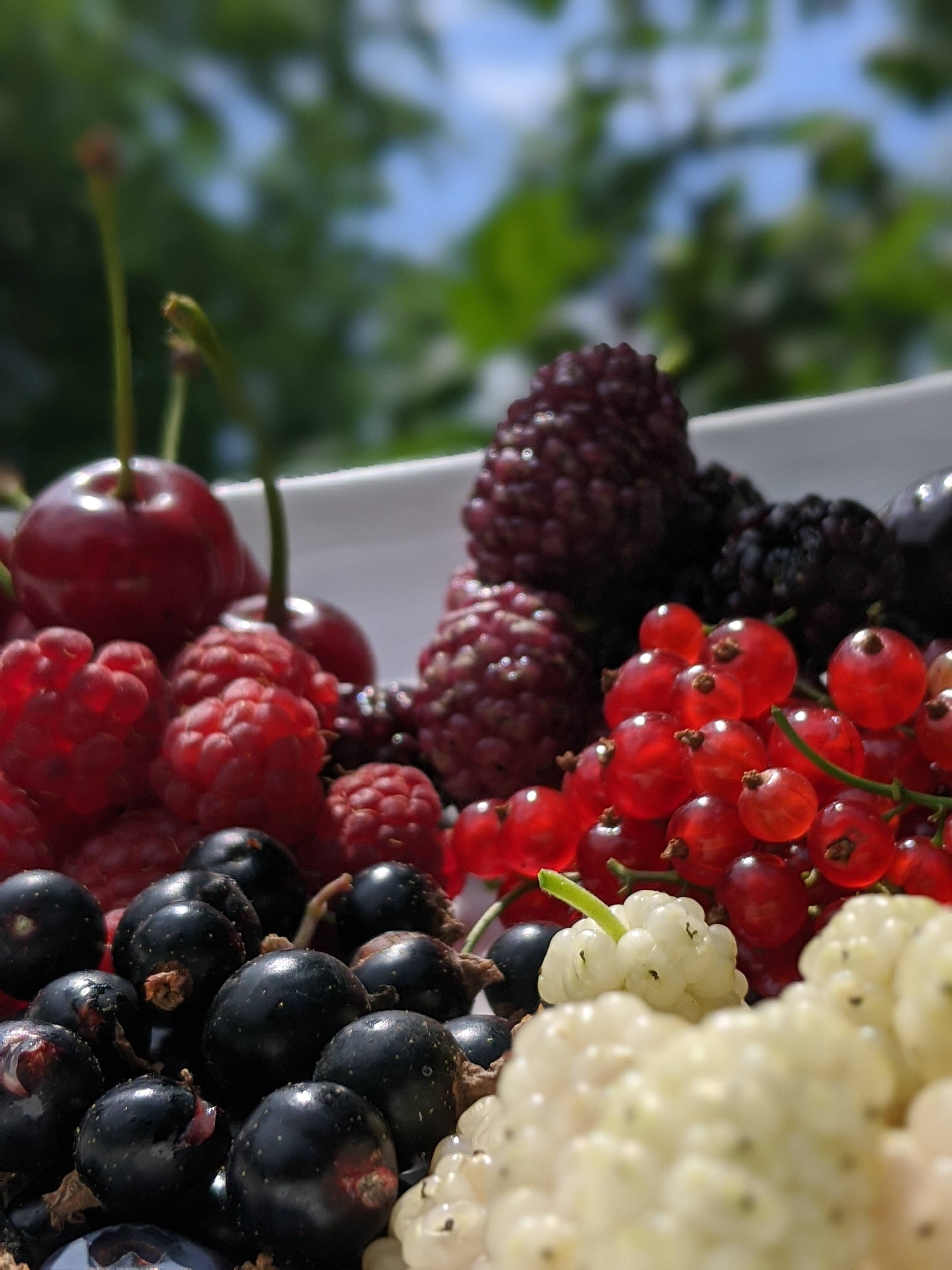 Balkan Ecology Project : Multi Grafted Apples , Currant Tomatoes ...