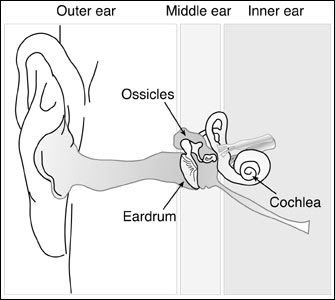 Simple ear diagrams | Ear diagram with labels | Inner ear diagram ...