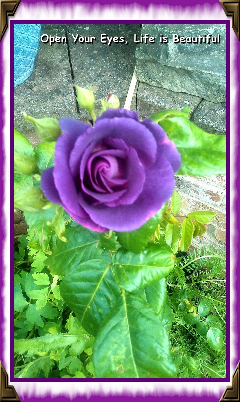 Open Your Eyes. Life Is Beautiful: Purple Rose: meaning