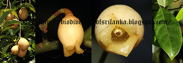 Biodiversity of Sri Lanka: සාදික්කා[Sadikka]/Mace/Nutmeg(Myristica ...