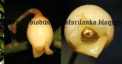 Biodiversity of Sri Lanka: සාදික්කා[Sadikka]/Mace/Nutmeg(Myristica ...