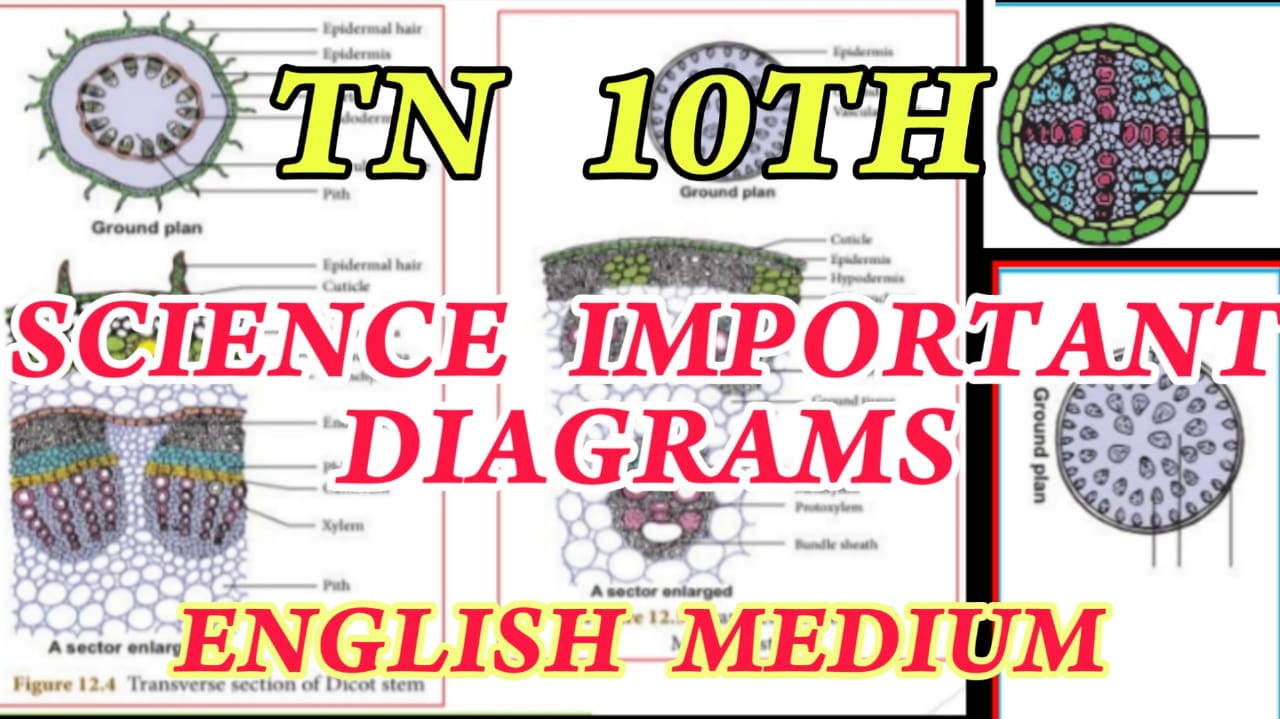 10TH STD Science Important Diagram English Medium 10th-std-science-important-diagram-english-medium
