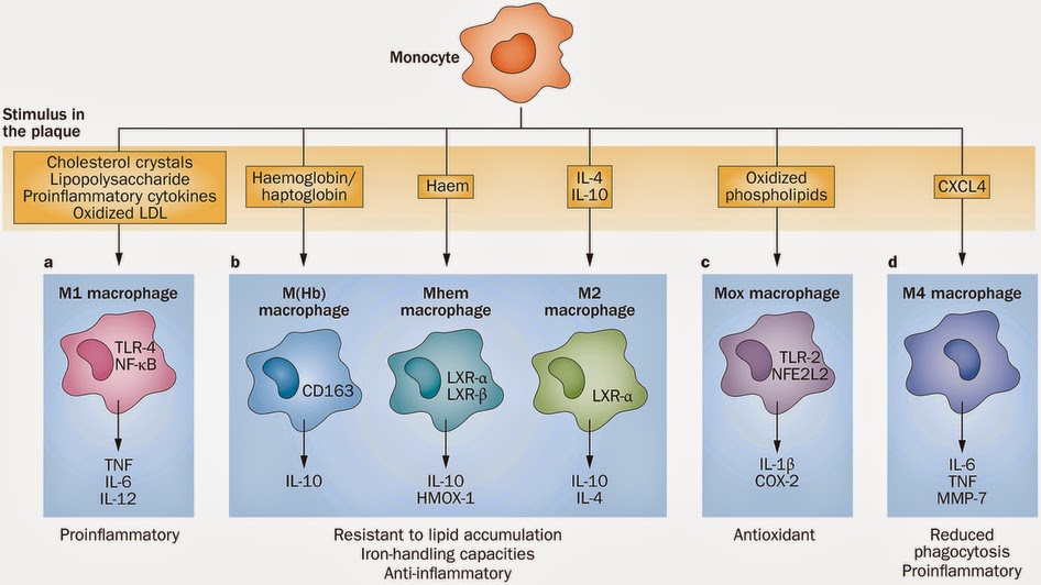 Macrophage subsets in atherosclerosis ~ Biochemistry and Molecular Biology