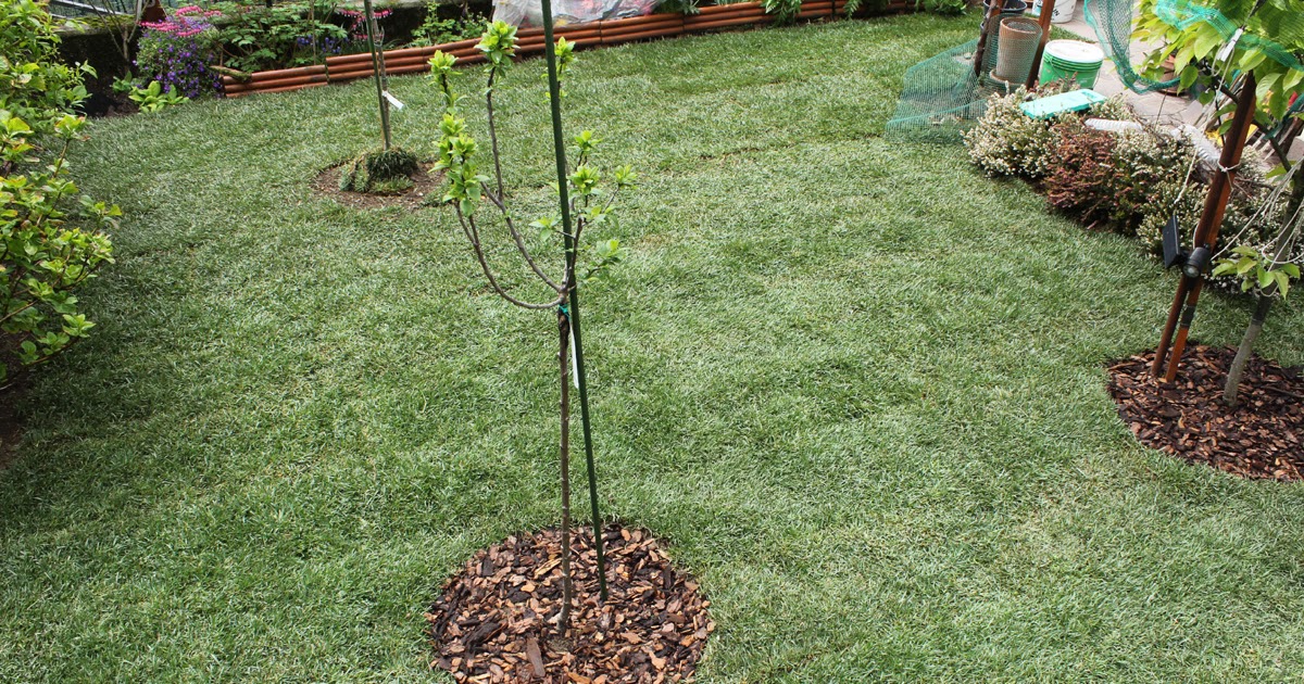 The Proud Garden: Lawn renovation to start the new season