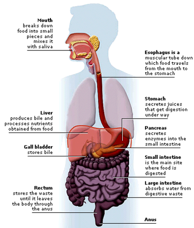 Mr. Villa's Science Stars!: Digestive System WEBQUEST