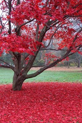 El rincon de cristina: OLMO ROJO AMERICANO