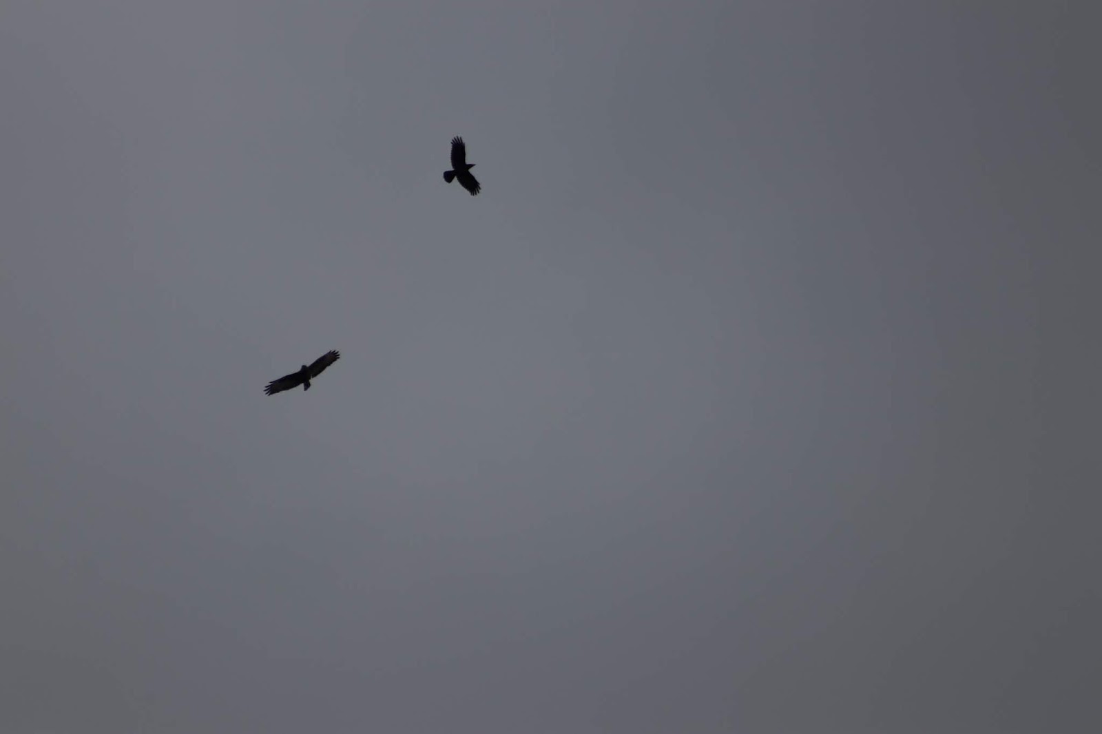 Anabela Magalhães: Sons e Imagens da Aboboreira em Tempos de Pandemia