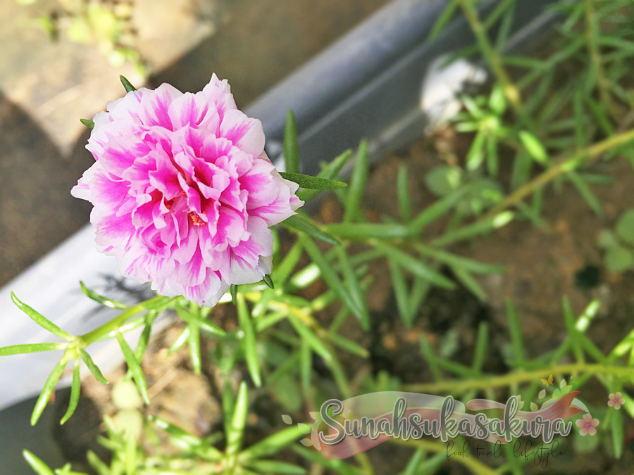 Cantiknya Bunga Rose Jepun Ni