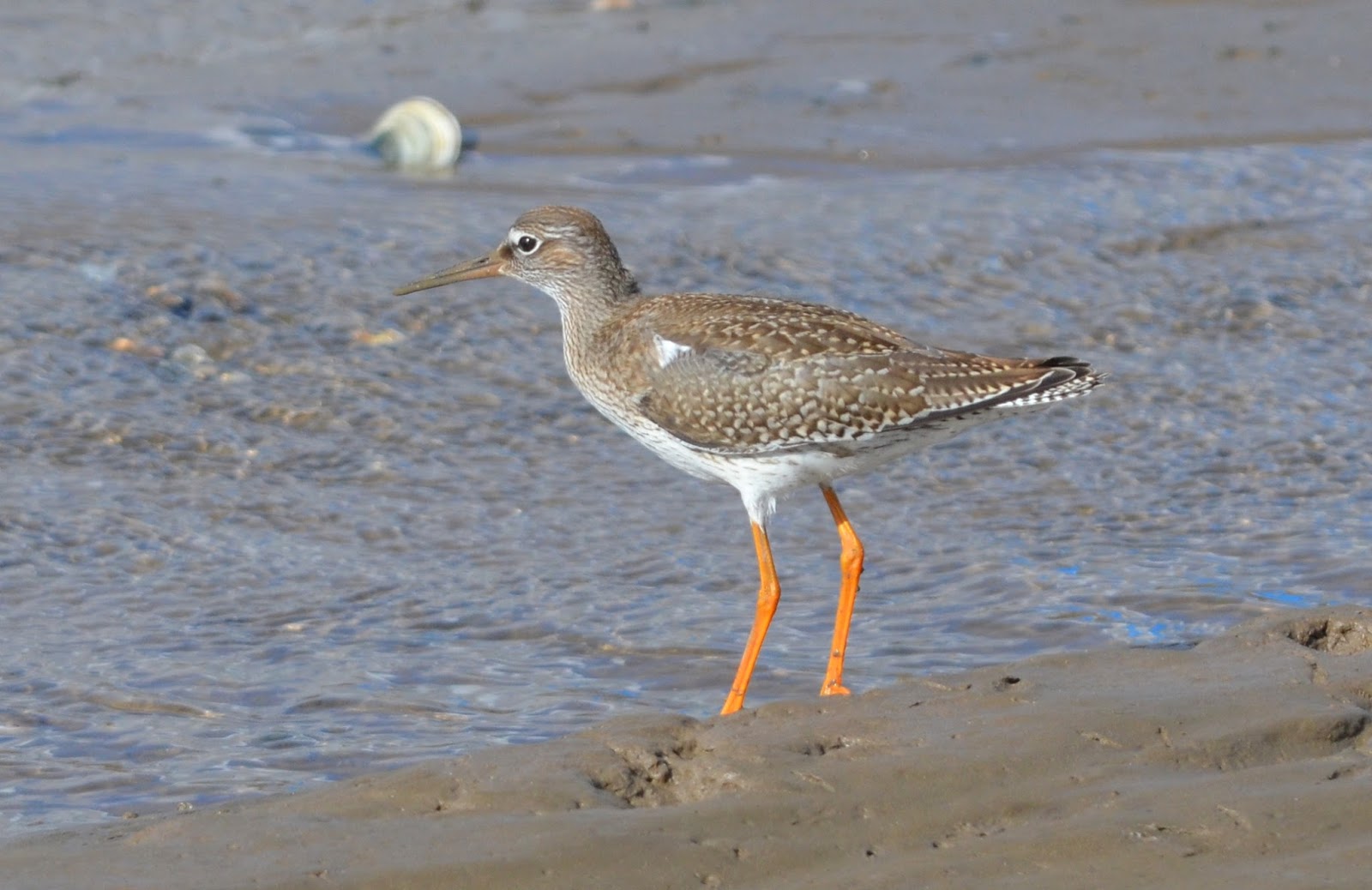 The Early Birder: Redshank