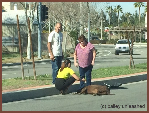bailey unleashed .com: strangers lend a helping hand
