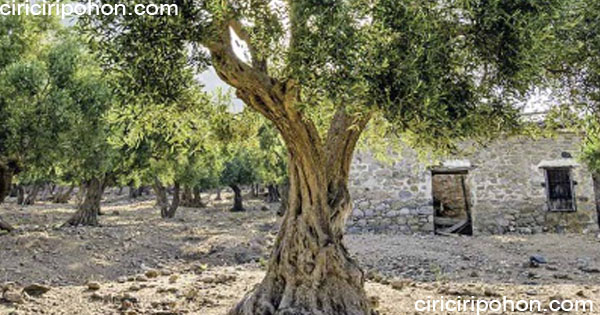 Yuk, Menanam Pohon Zaitun Sendiri Selama di Rumah Aja - Ciriciripohon.com