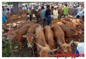 Sapi Madura Mencukupi Untuk Idul Adha | Sape Kerap