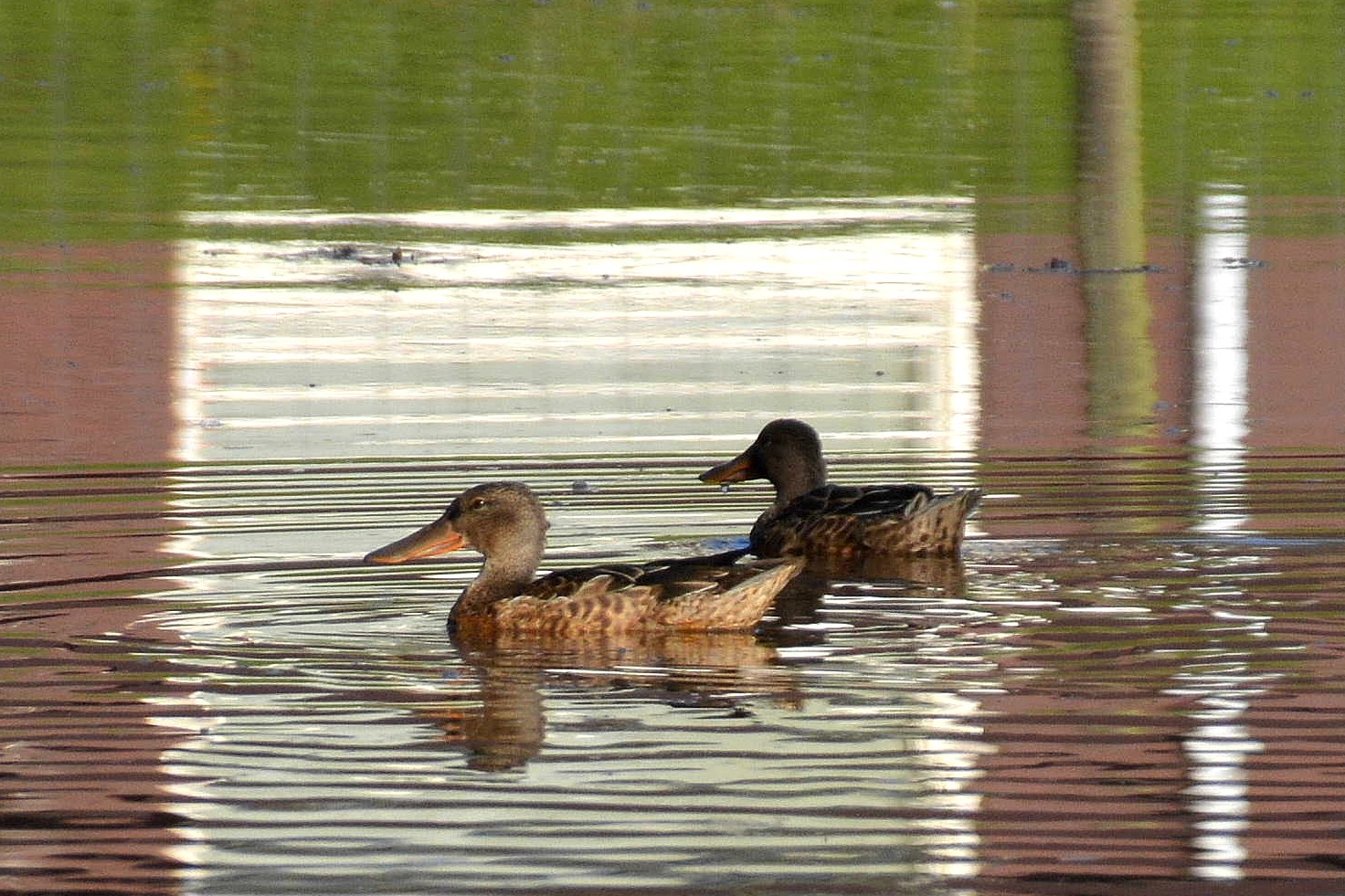 vogelsenzo: Het Noorderbos en de Vogels 2003 - 2017 Slobeend