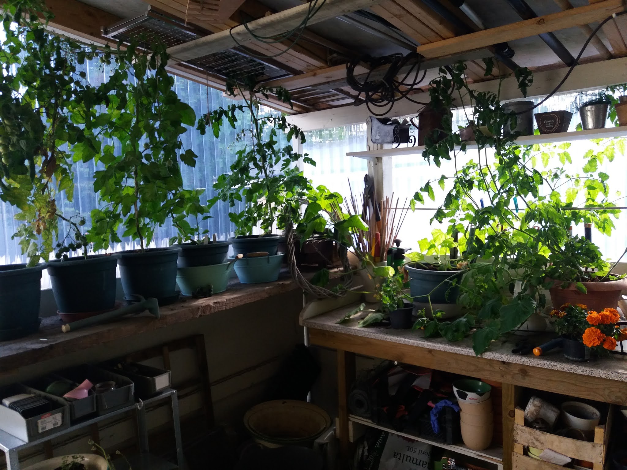 Unelmia keltaisessa talossa: Kasvua nähtävissä