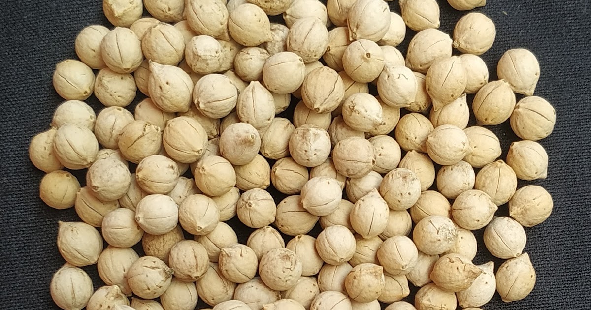 Plants & Environment: Connecting Traditions with Science: 1. Children's ...