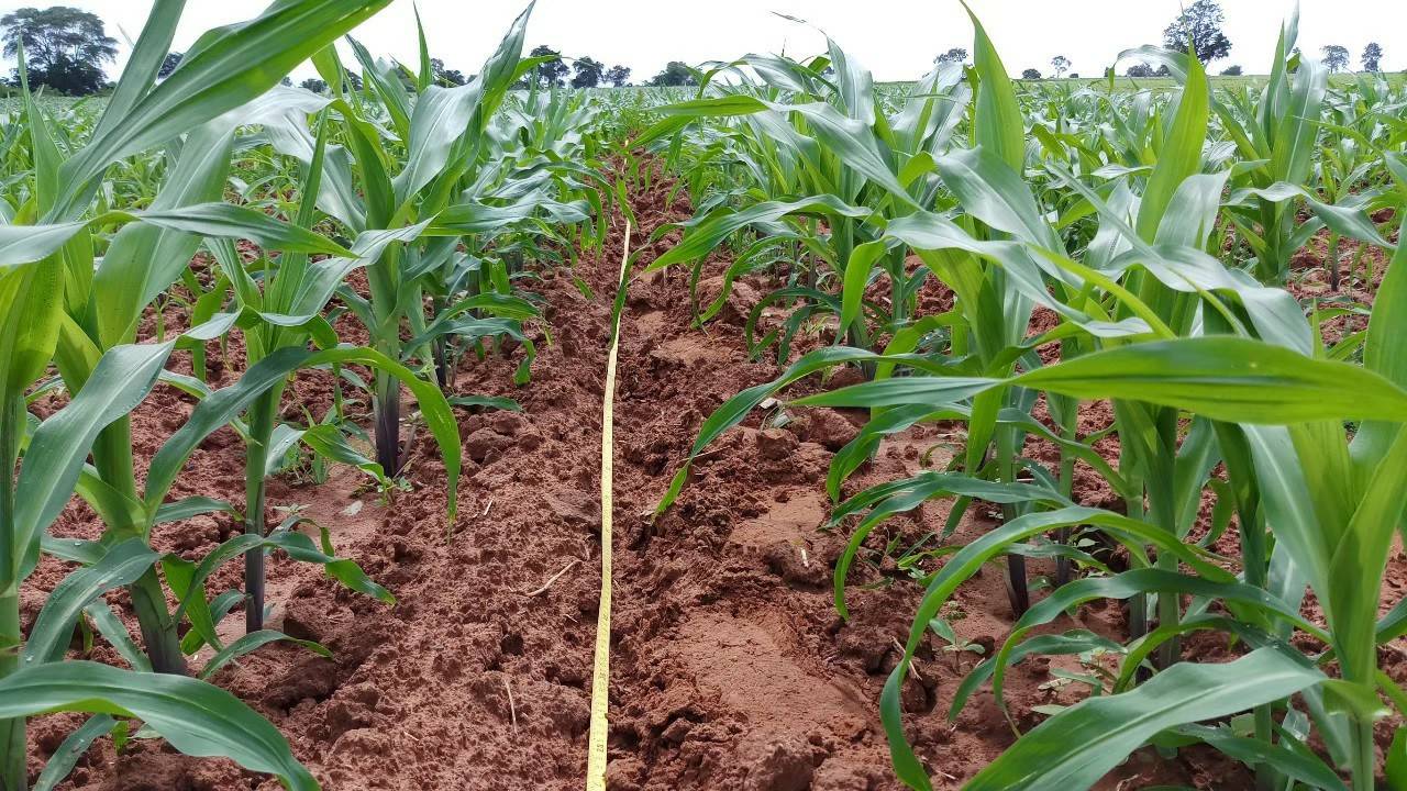 CP Foods brings new technologies to sustainable corn sourcing - Siam ...