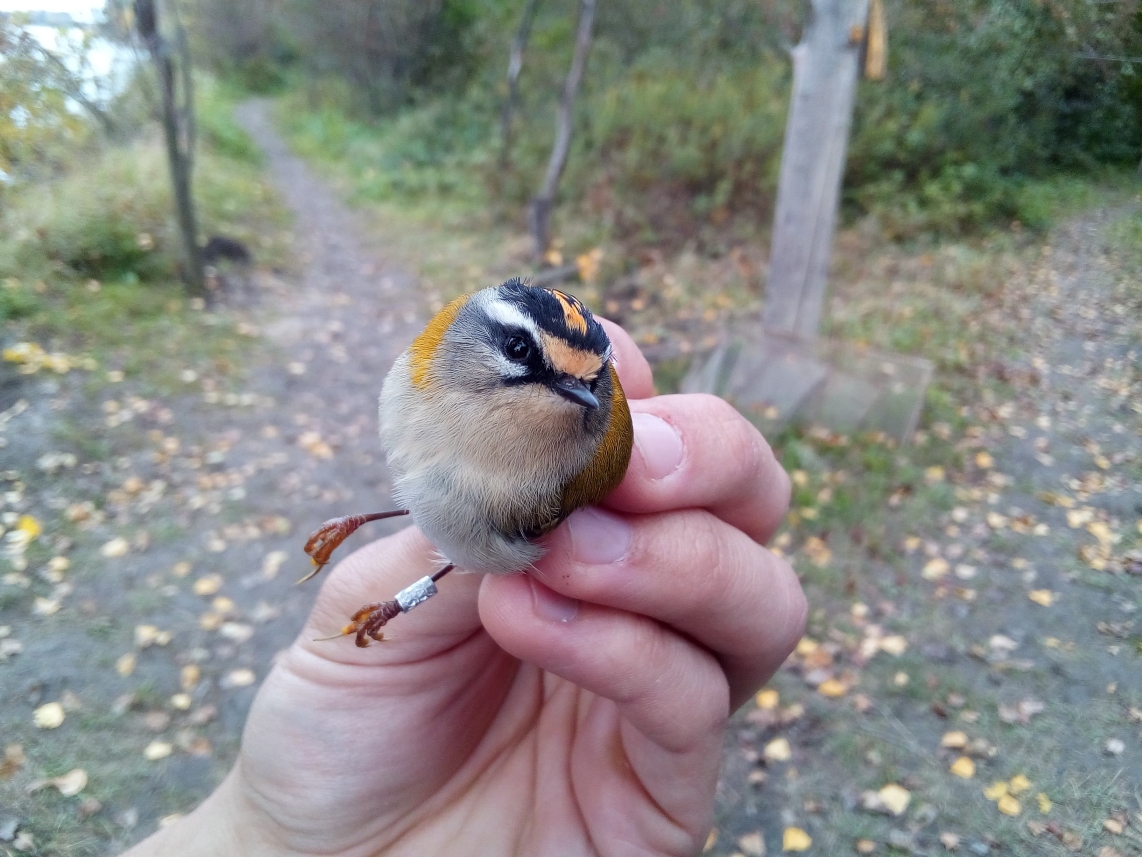 Obóz Ornitologiczny w Kaliszanach: 2019
