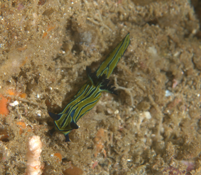 under pressure world: Blue-striped Slug- Sea of Cortez
