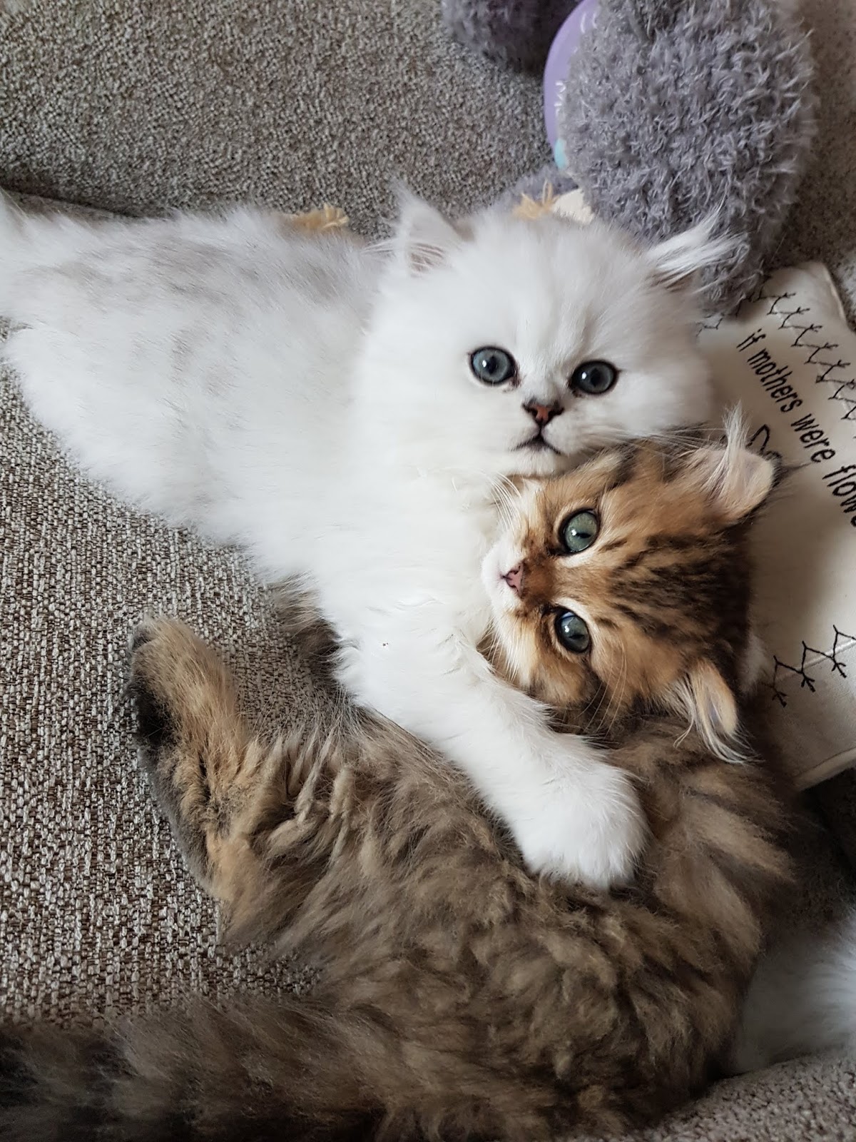 Kittylicious at home: Just adorable