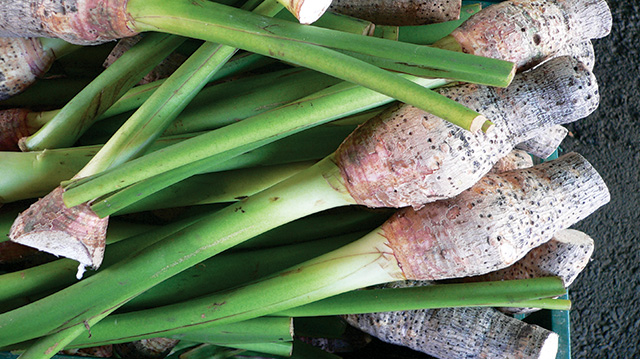 Sekilas Mengenal Klasifikasi dan Morfologi Tanaman Talas/keladi ...