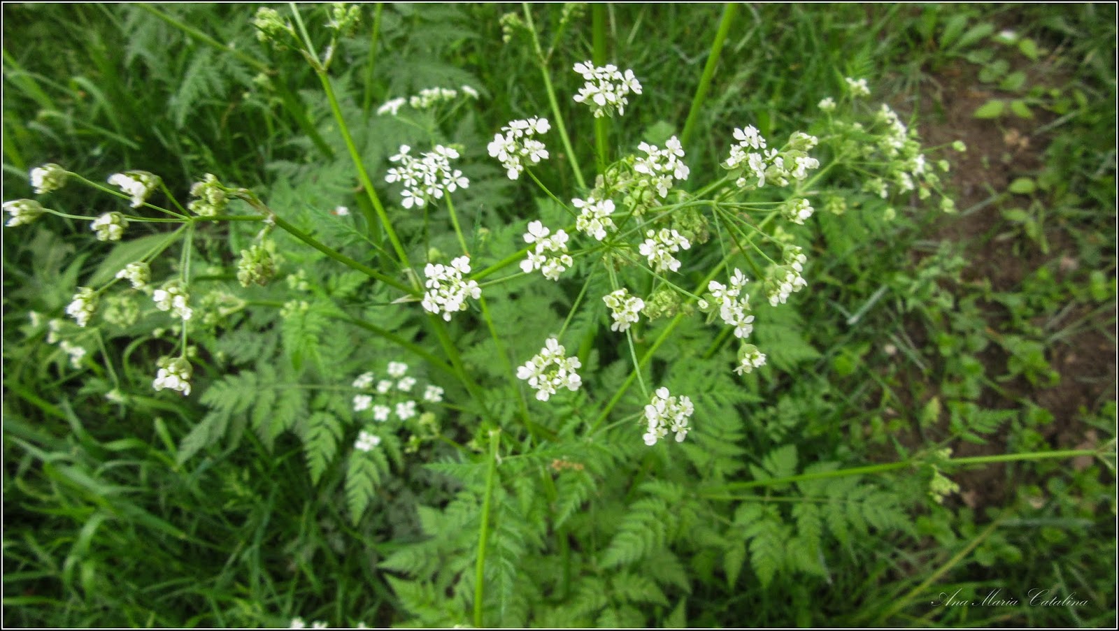 Lumea văzută din Turda: Hasmațuchi (Anthriscus sylvestris)