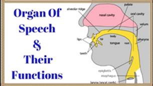 The organs of speech
