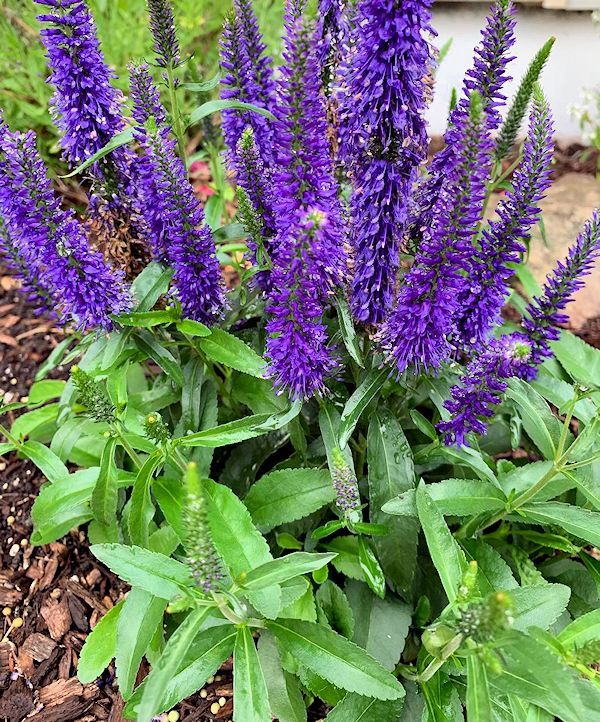 A GUIDE TO NORTHEASTERN GARDENING: This Month in The Garden: New ...