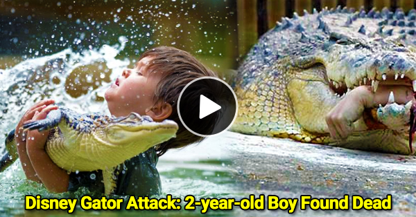 Disney Alligator Attack: 2 Year Old Boy Found Dead