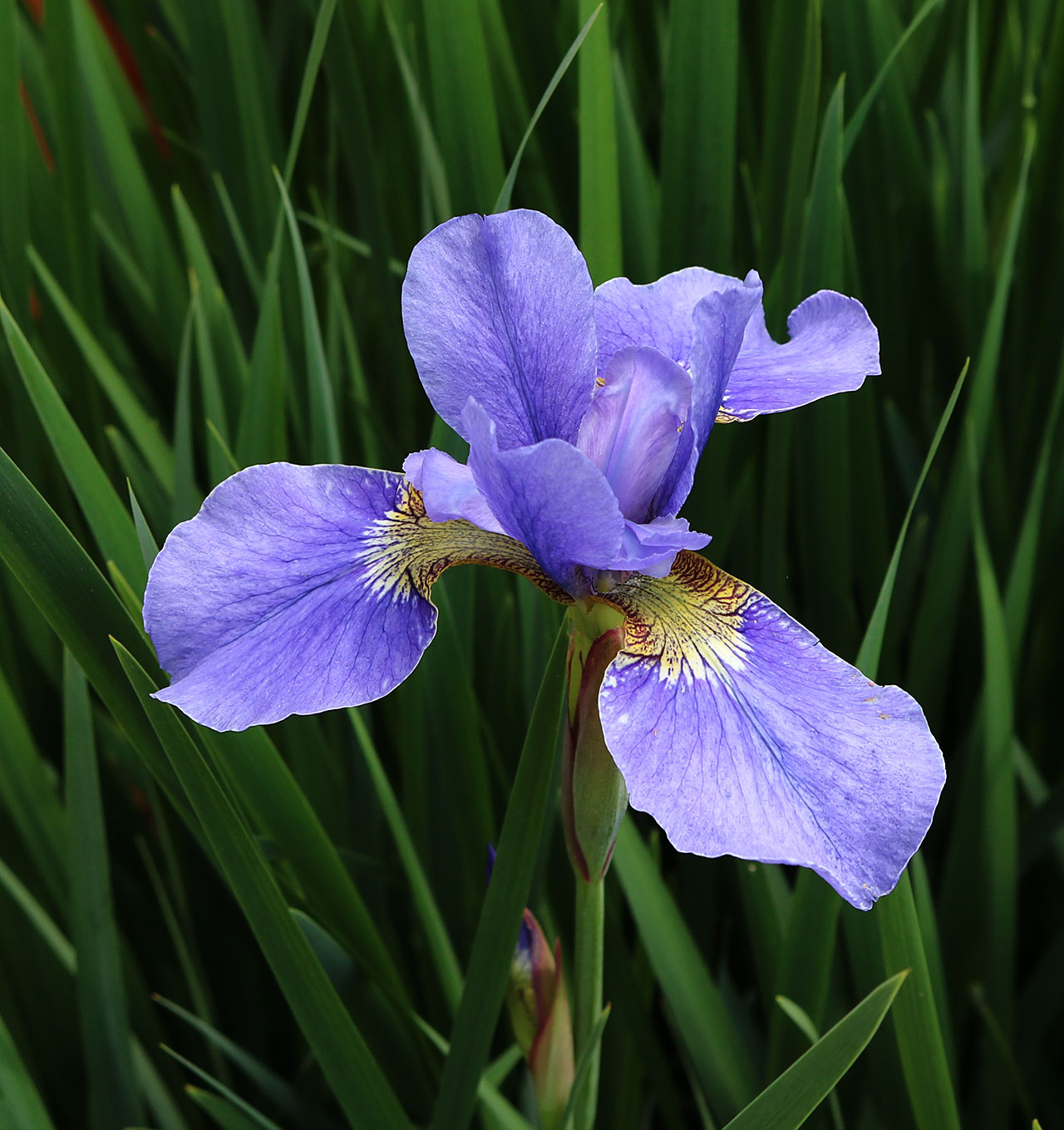 Poppular Photography: Purple Iris