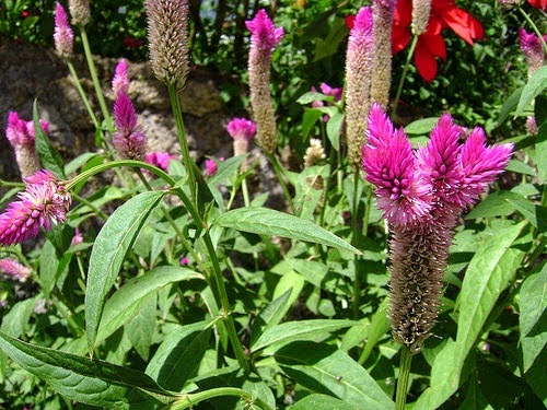 Inilah Manfaat Khasiat Boroco untuk Kesehatan Tubuh