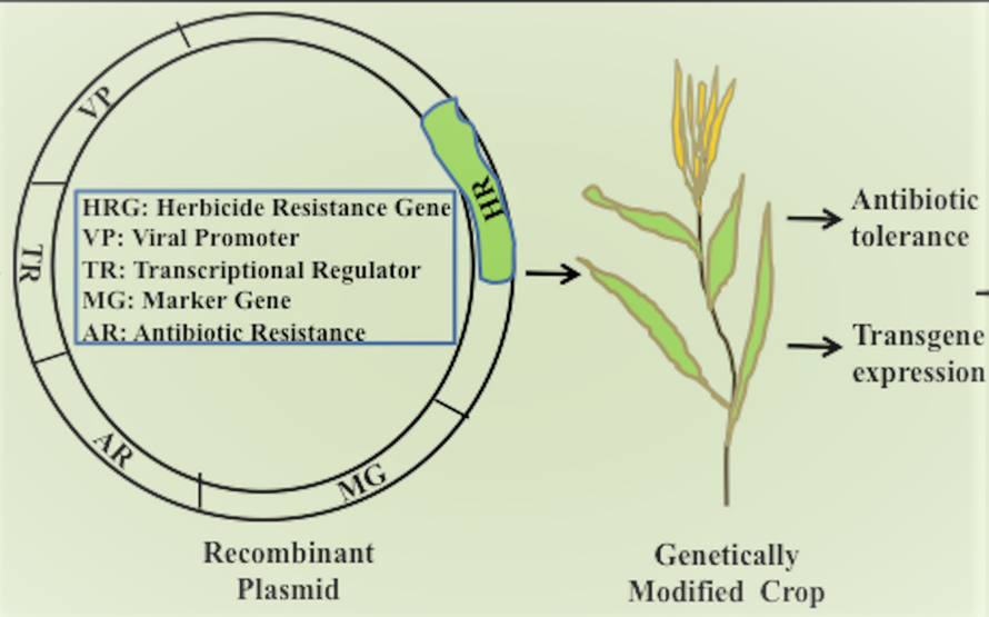Introduction to Recombinant DNA Technology and Applications of ...
