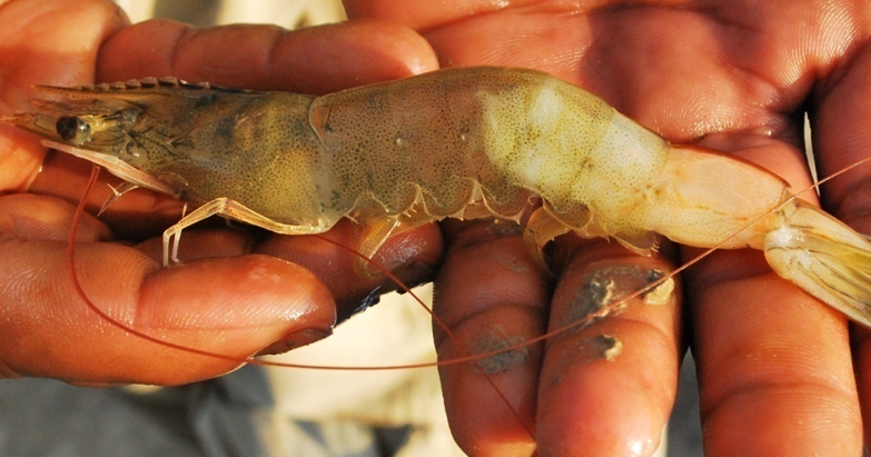 How to control White feces disease in Shrimp Farming