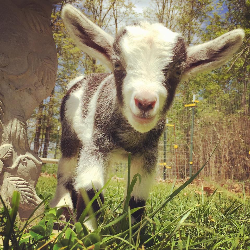 Goats Gone Grazing Acres: Goats, Goats, and More Goats