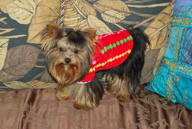 The Heavenly Yorkies: One of Our Adult Yorkies is looking for a Home!