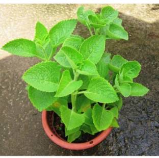 Leesha Nursery Garden - Live with Plants: Buy Medicinal plant ...