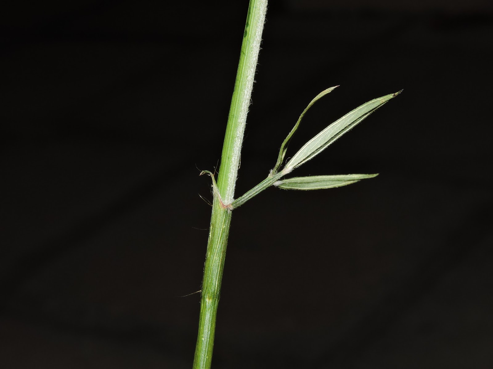 Fabaceae - Leguminosae no Brasil: Fabaceae - Stylosanthes gracilis Kunth