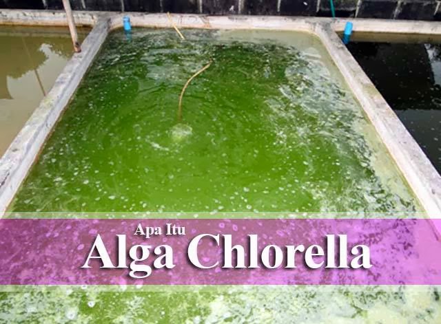 Mengenal Lebih Jauh Alga Hijau (Chlorella Pyrenoidosa) - Komunitas ...