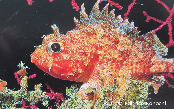 Nadezda's Garden and Home : The Book Review. Mediterranean Fish