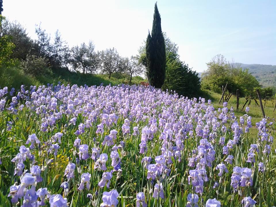 STORIA,TRADIZIONE E IMPRENDITORIA NELLA COLTURA DEL GIAGGIOLO IN TOSCANA