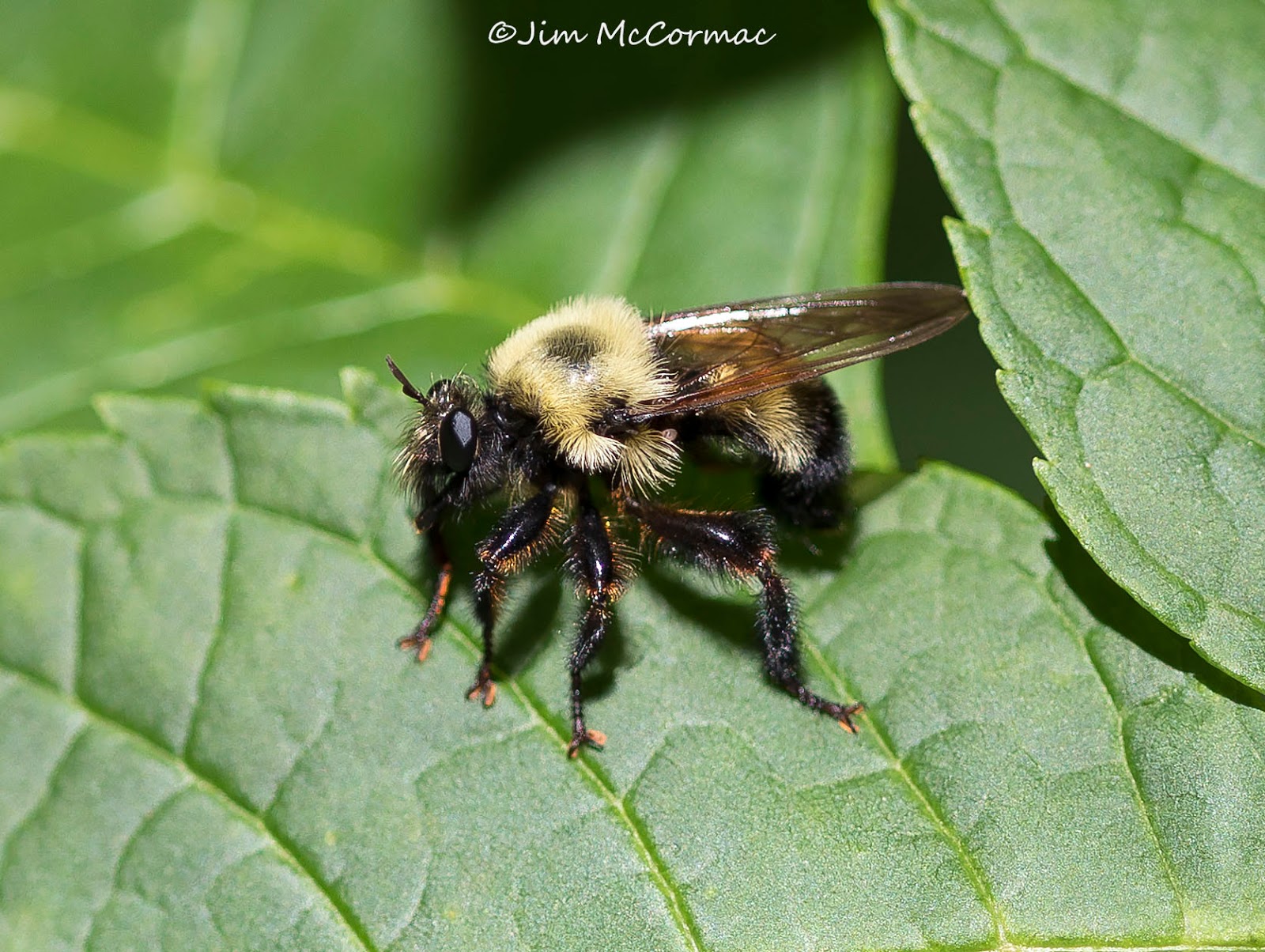 Ohio Birds and Biodiversity: A few interesting insects from recent days