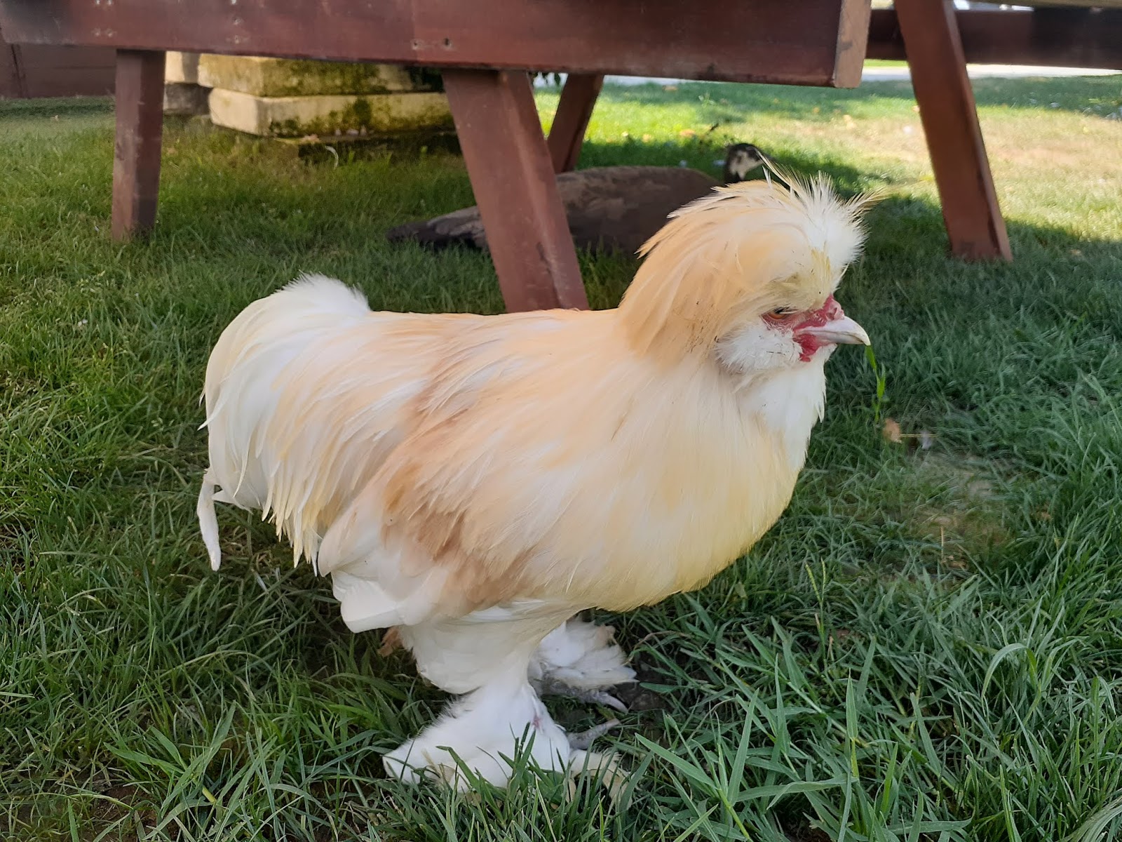 Osmanlı Saraylarının Kayıp Süsü; Sultan Tavuğu | İstenci