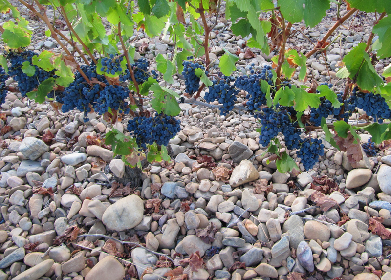 Kuari: La Mineralidad en los vinos (II) Buscando respuestas