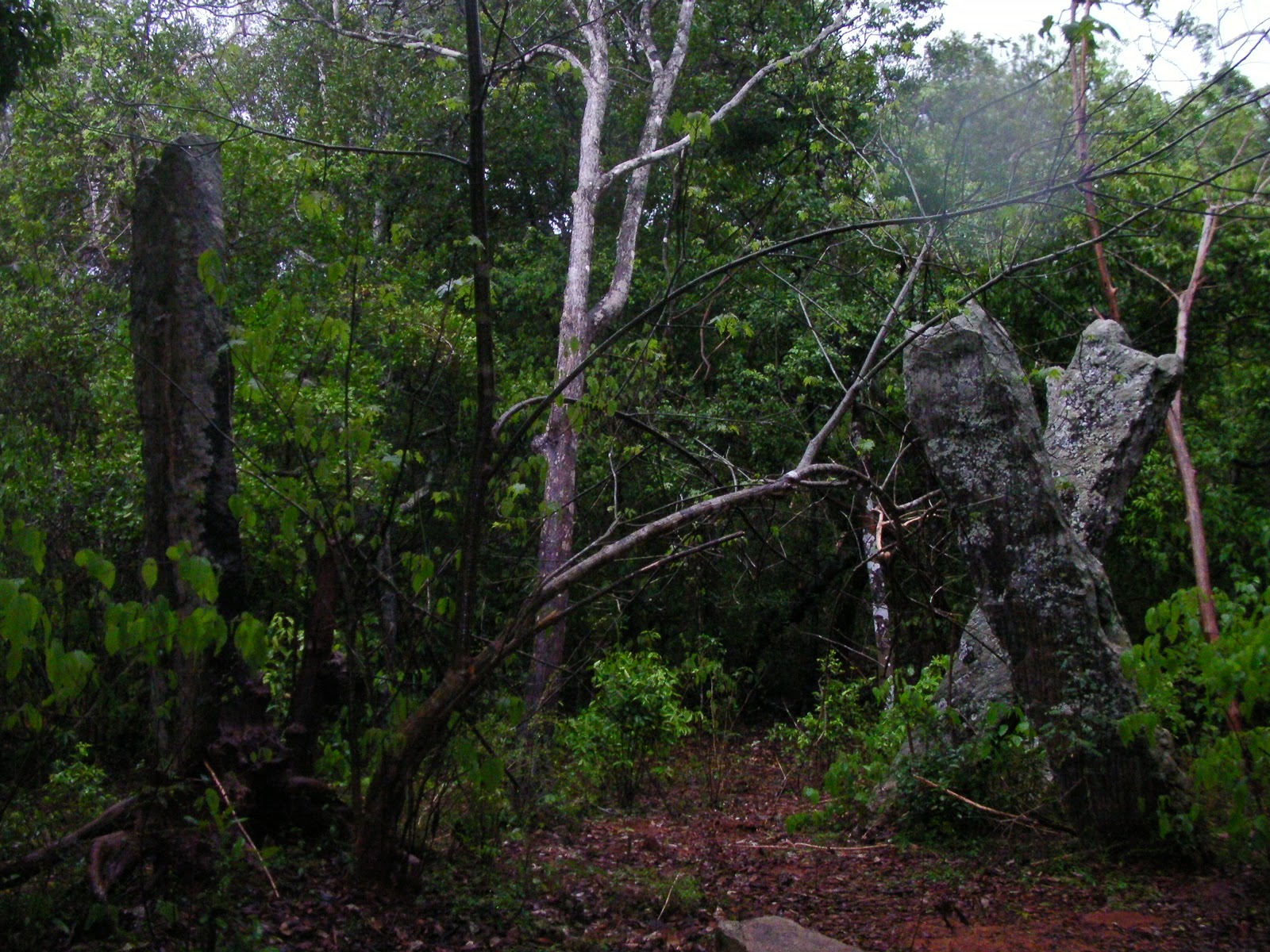 Visiting Wonders: Wilpattu National Park