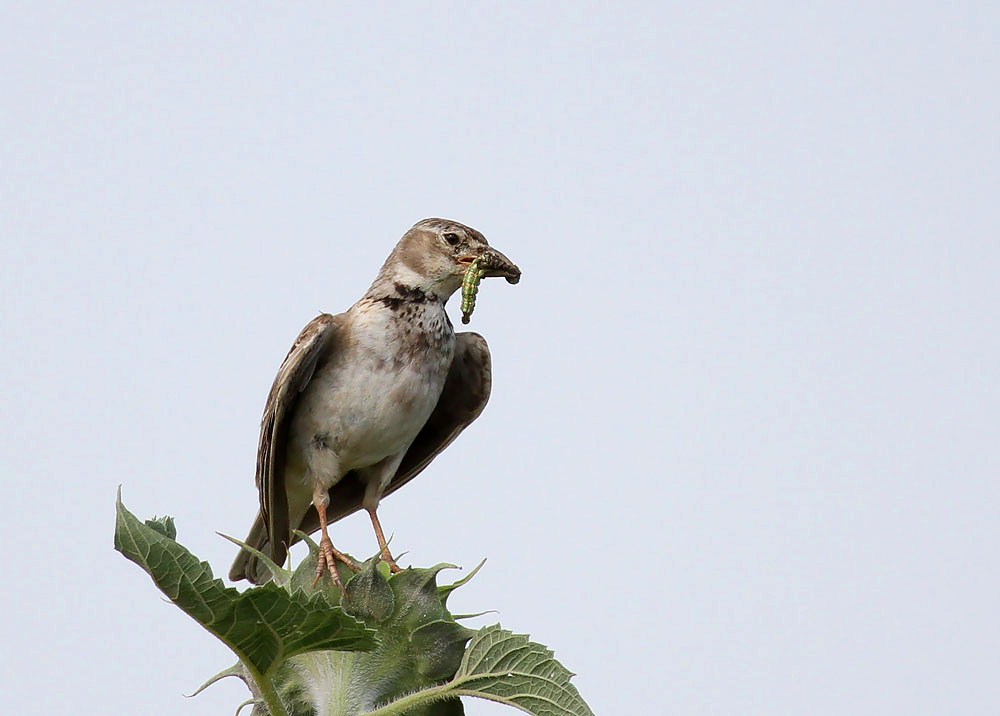 Richard Smith - Birdwatching Days Out: ROMANIA, Sinoe, Constanta, Part ...