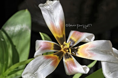The Last Leaf Gardener: Pink Coloration in Nature