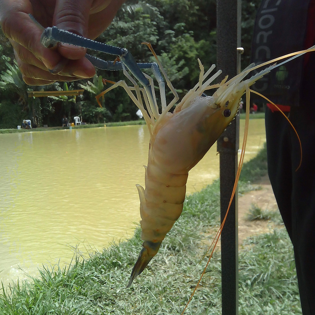 tehnik dan cara memancing udang gala di sungai paling ampuh dan jitu